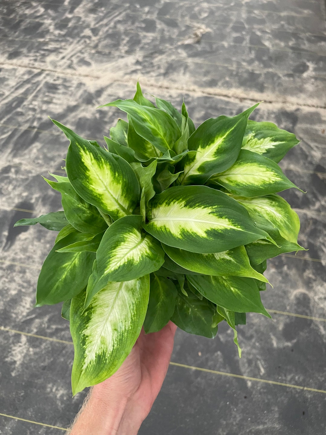 Dieffenbachia Camille 4” Pot (ALL PLANTS Require You to Purchase 2 ...