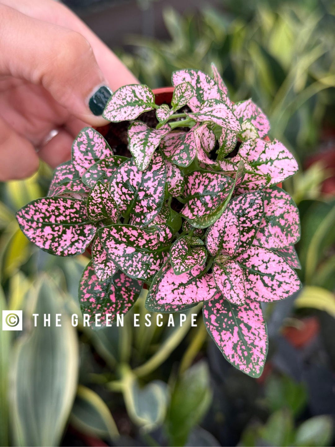 Hypoestes Rose 2” Pot (polka Dot Plant) (ALL STARTER PLANTS Require You ...