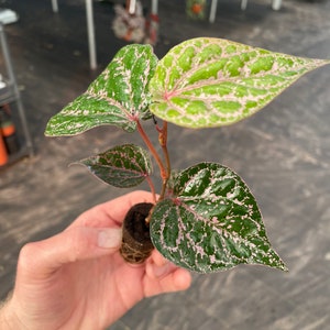 Pink Piper Crocatum Starter Plant (ALL Starter PLANTS Require You to ...
