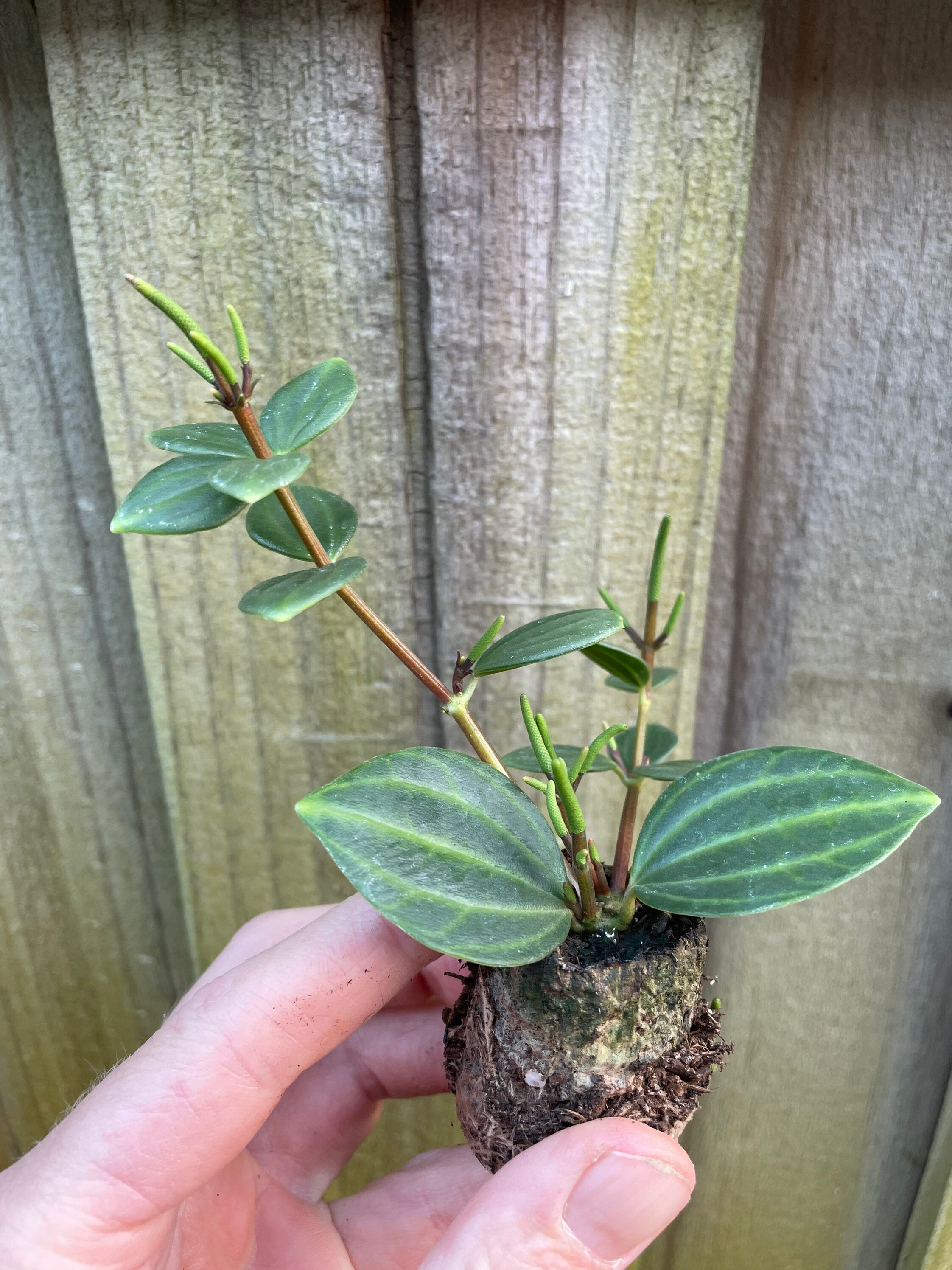 Peperomia Raydiance angulata Starter Plant ALL STARTER - Etsy
