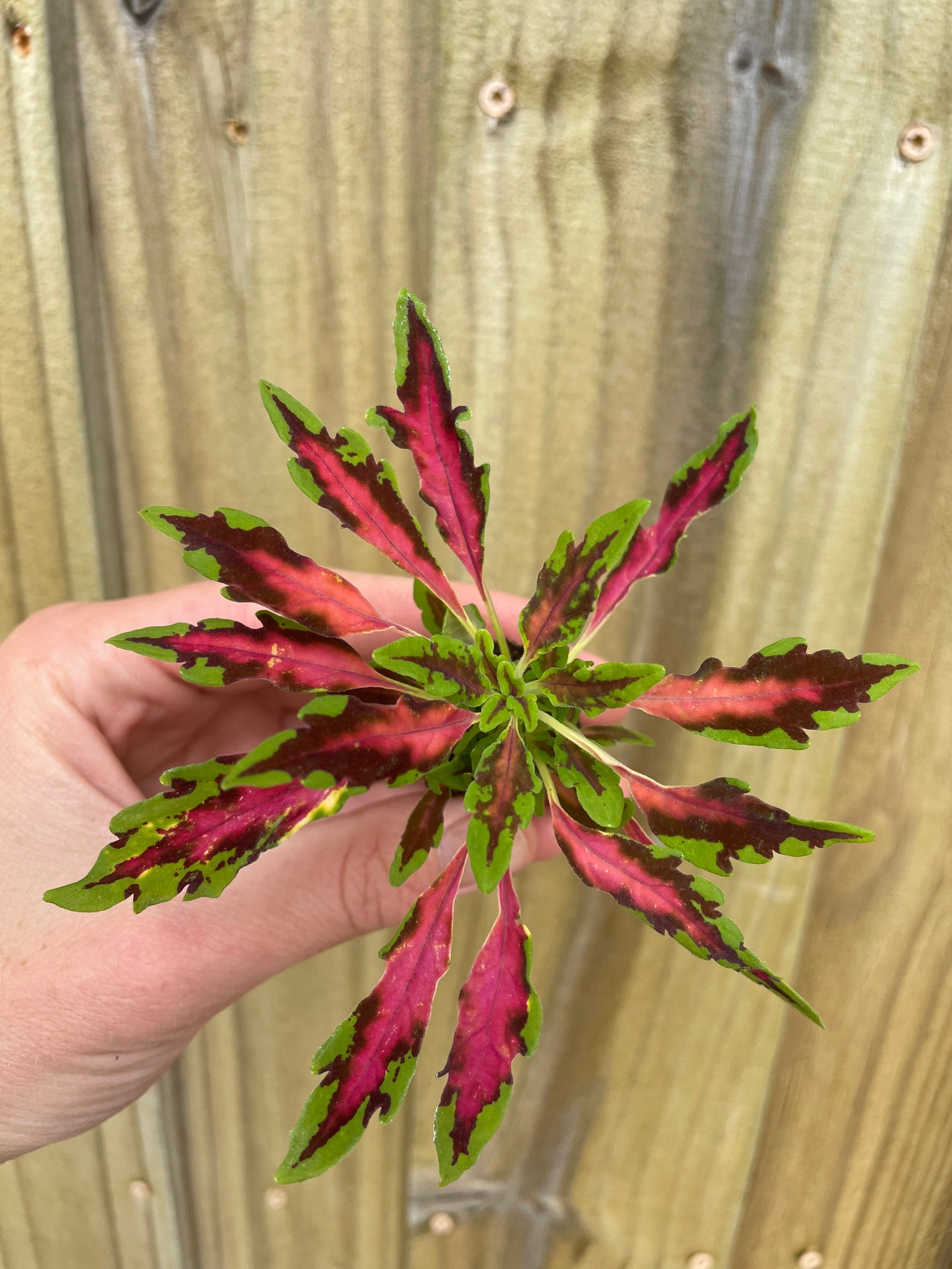 Coleus Spitfire Starter Plant ALL STARTER PLANTS Require You - Etsy