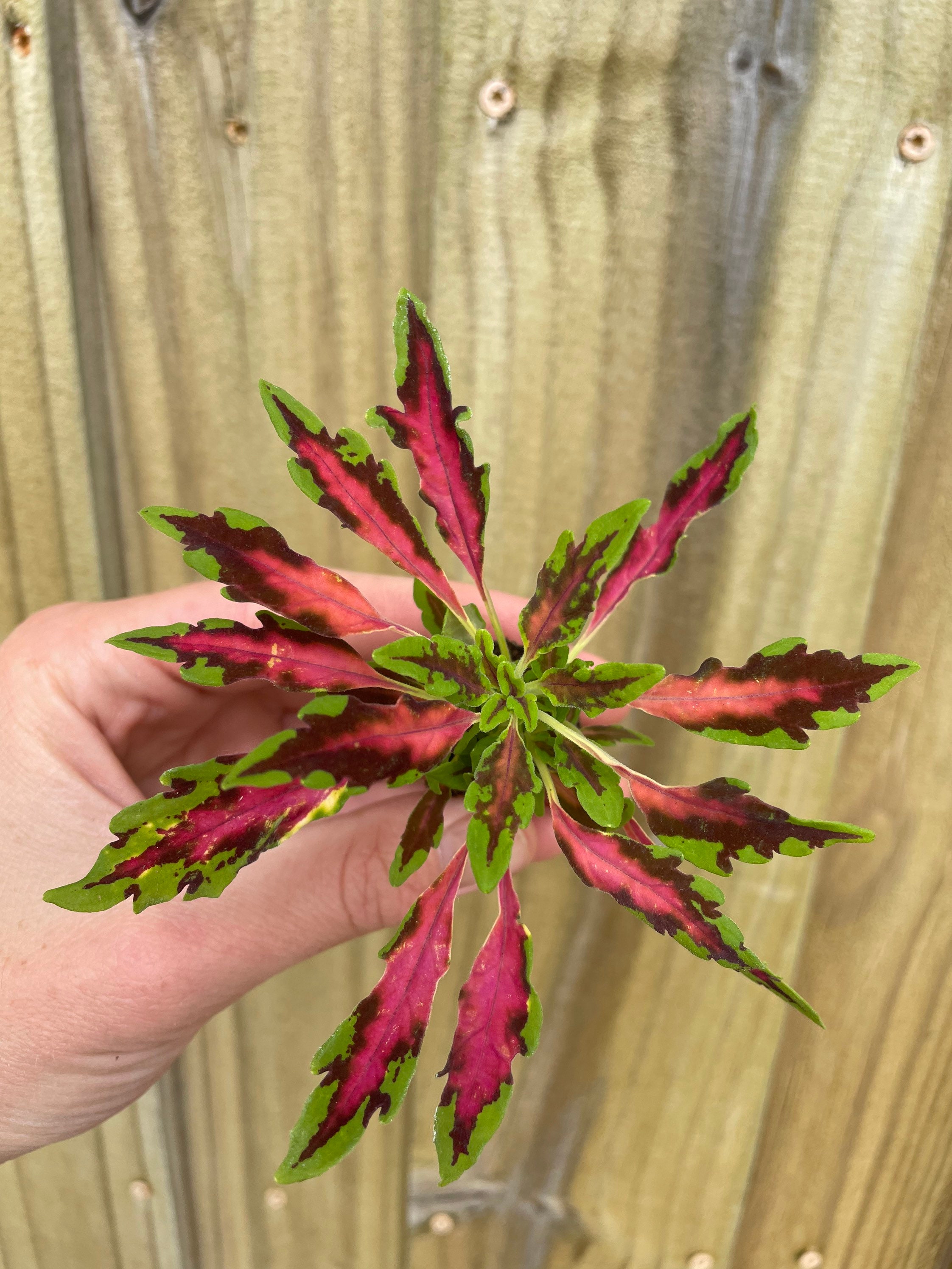 Coleus Spitfire Starter Plant ALL STARTER PLANTS Require You - Etsy