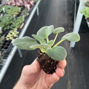RS Ariel African Violet Starter Plant (ALL Starter PLANTS Require You ...