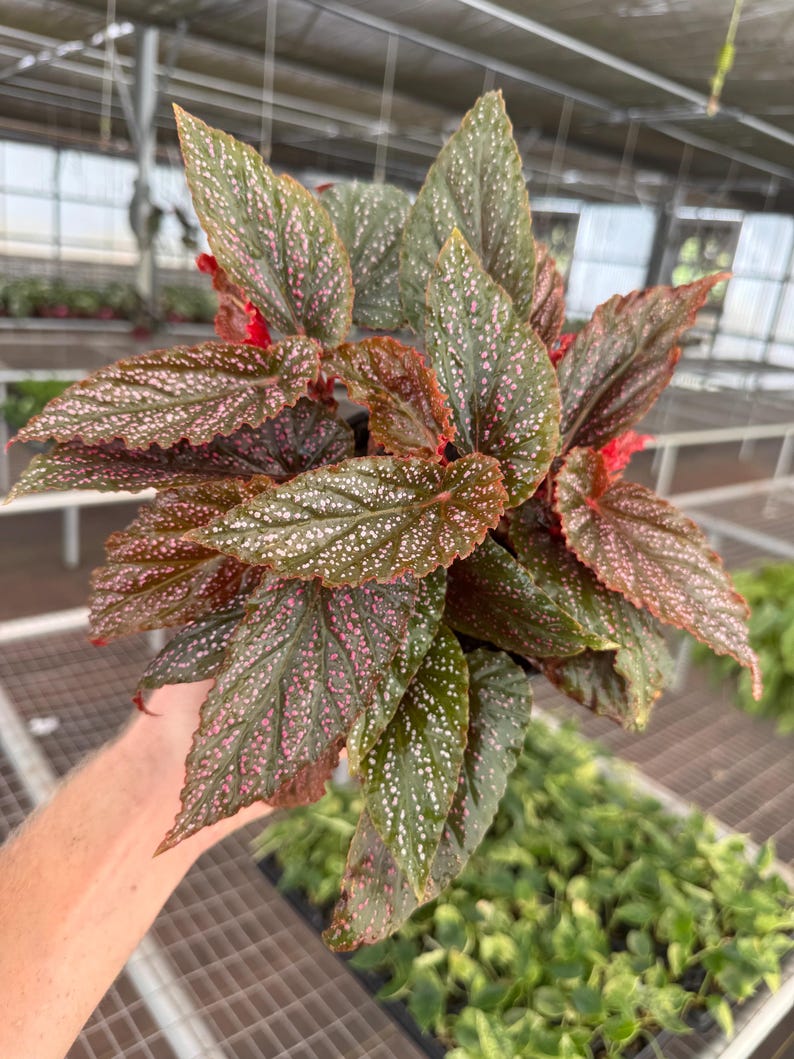 Begonia Maculata Pink Spot 6”pot (ALL PLANTS Require You to Purchase 2 ...