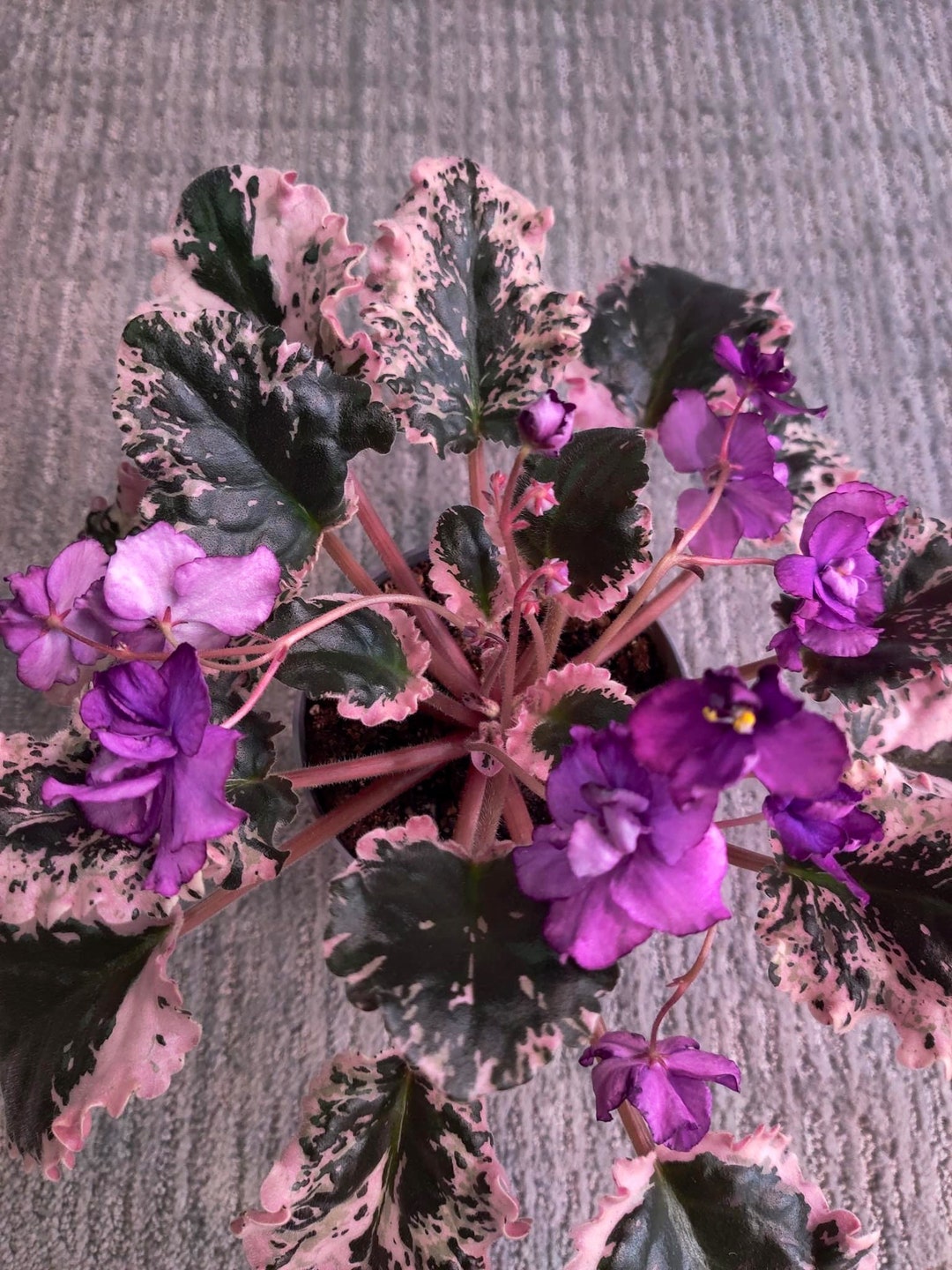 Apache Bow African Violet Starter Plant (ALL PLANTS Require You to Purchase 2 Plants!) - Etsy