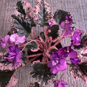 Apache Bow African Violet Starter Plant (ALL PLANTS Require You to ...