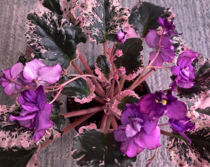 Apache Bow African Violet Starter Plant (ALL PLANTS Require You to ...