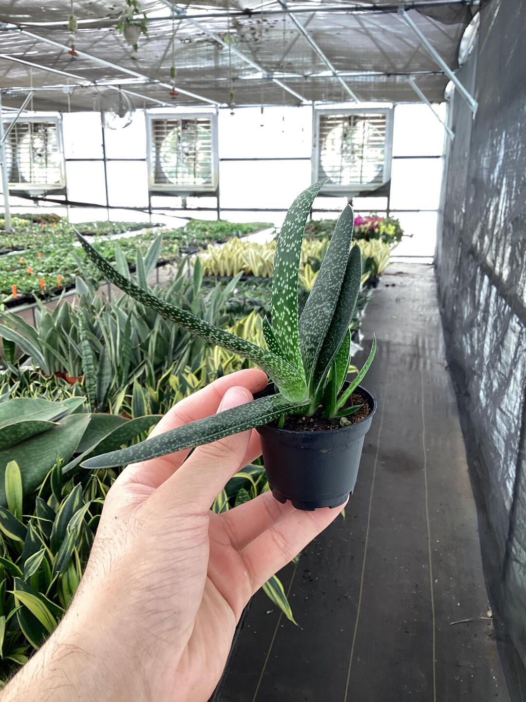 Gasteria Caranata 2” Pot (ALL PLANTS Require You to Purchase 2 Plants ...