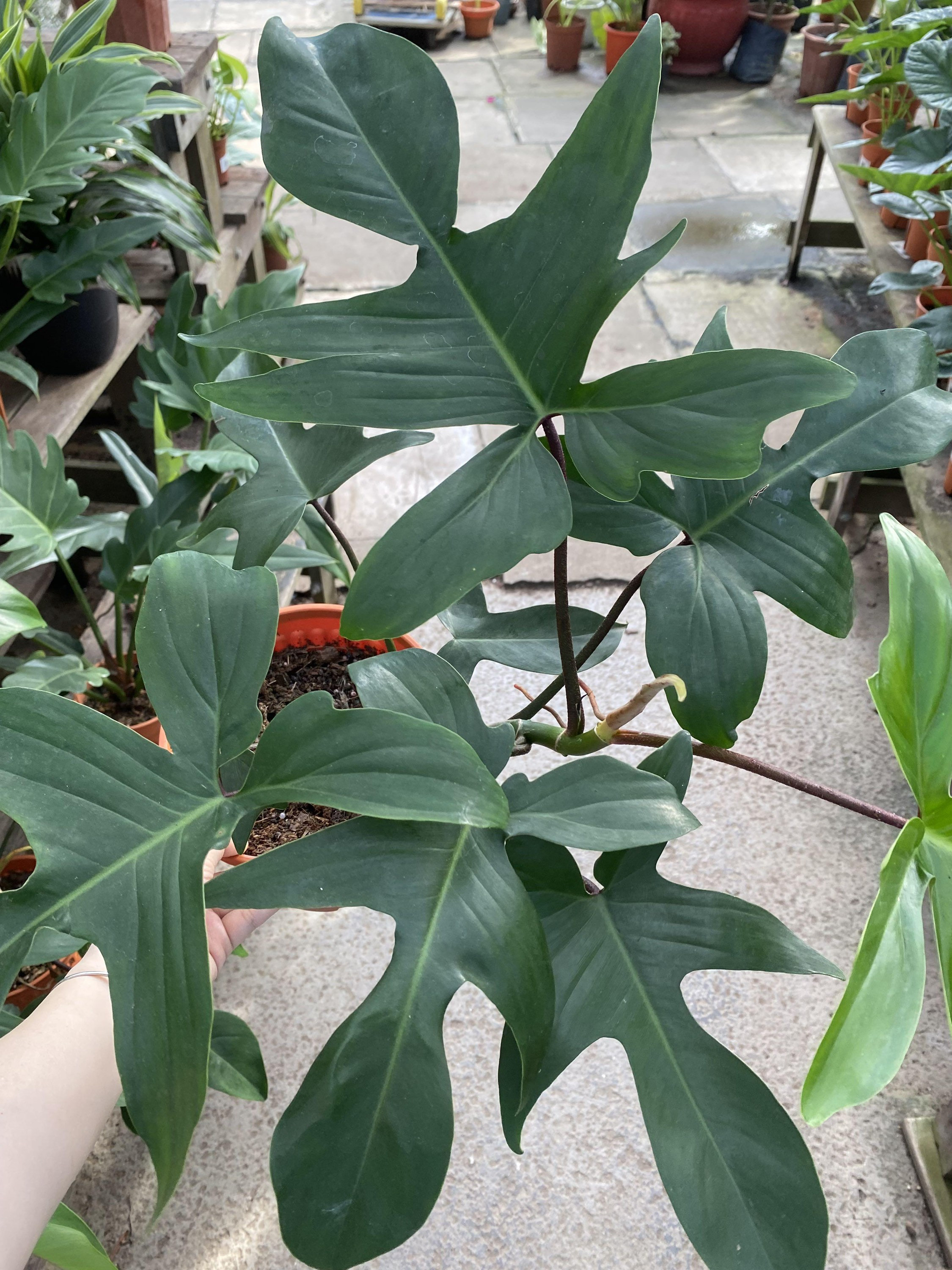 Philodendron Rudolph Starter Plant ALL STARTER PLANTS Require - Etsy