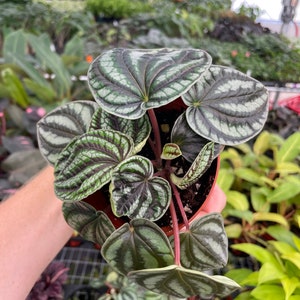 New Cultivar! Peperomia Dragon Skin 4”pot (ALL PLANTS Require You to ...