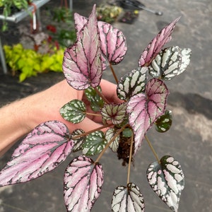 Hugh Mclaughlin Begonia Starter Plant (ALL STARTER PLANTS Require You ...