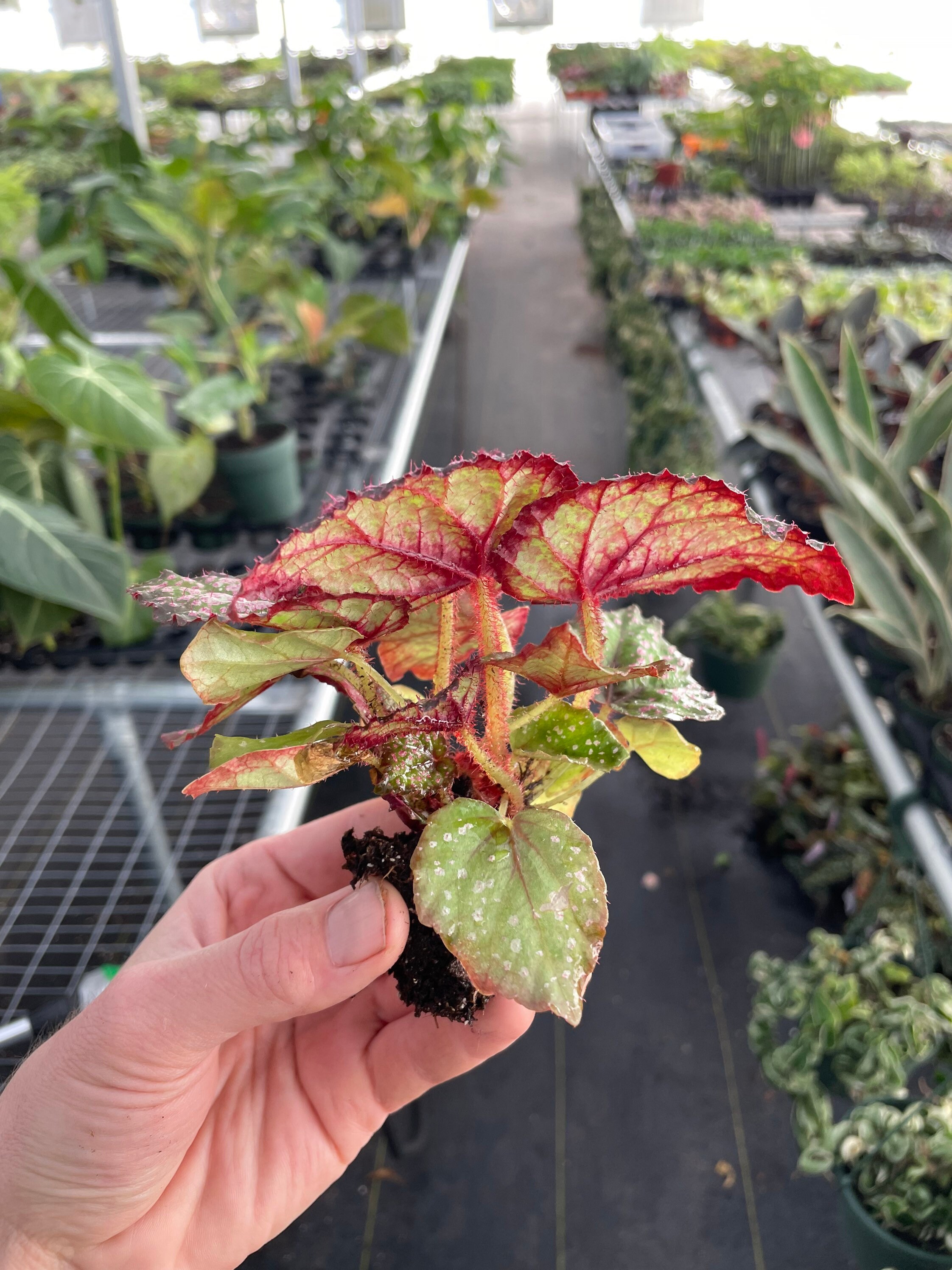 Harmonys Royal Majesty Begonia Starter Plant ALL STARTER - Etsy