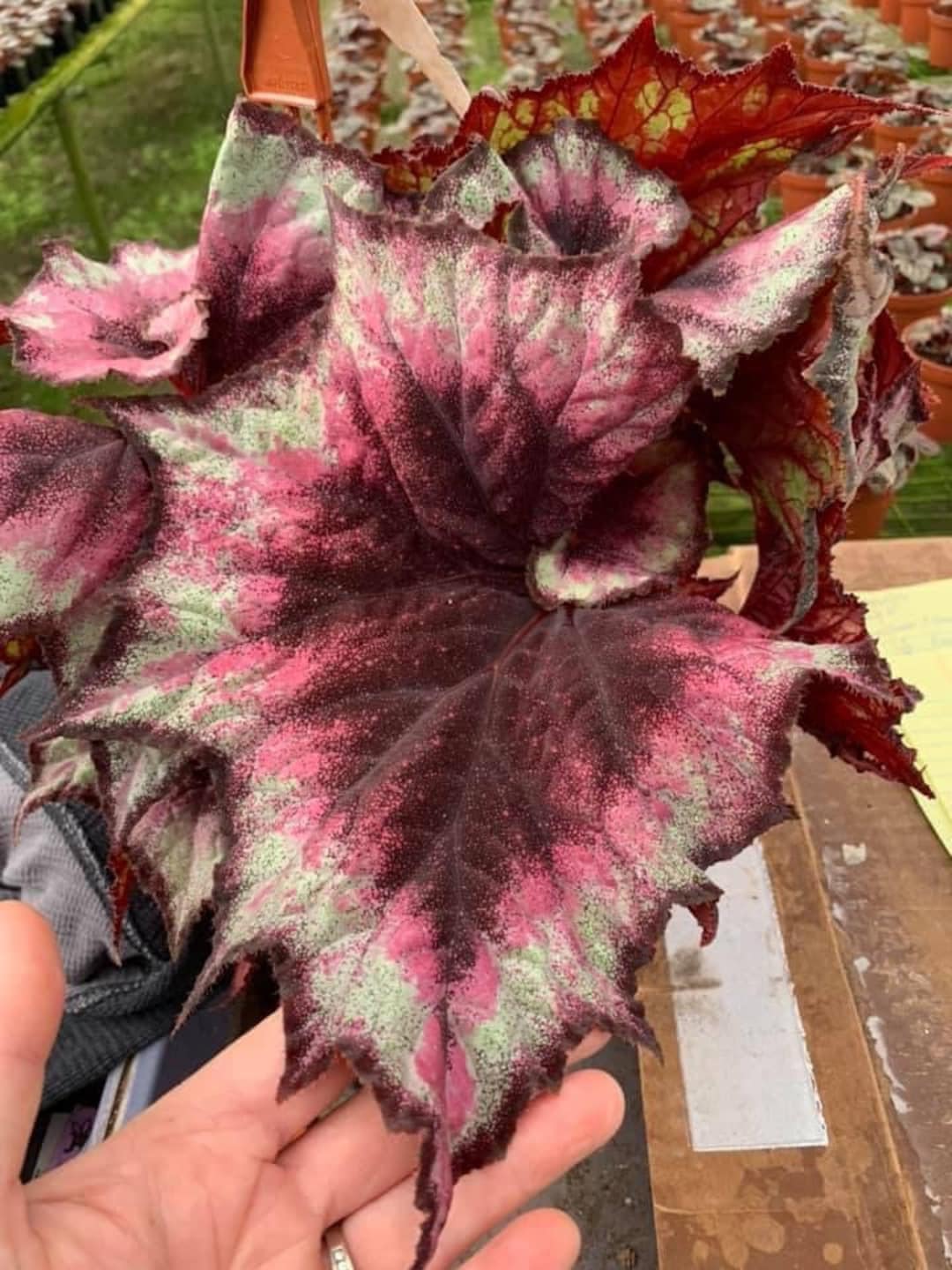 Harmonys Nebula Begonia Starter Plant (ALL STARTER PLANTS Require You ...