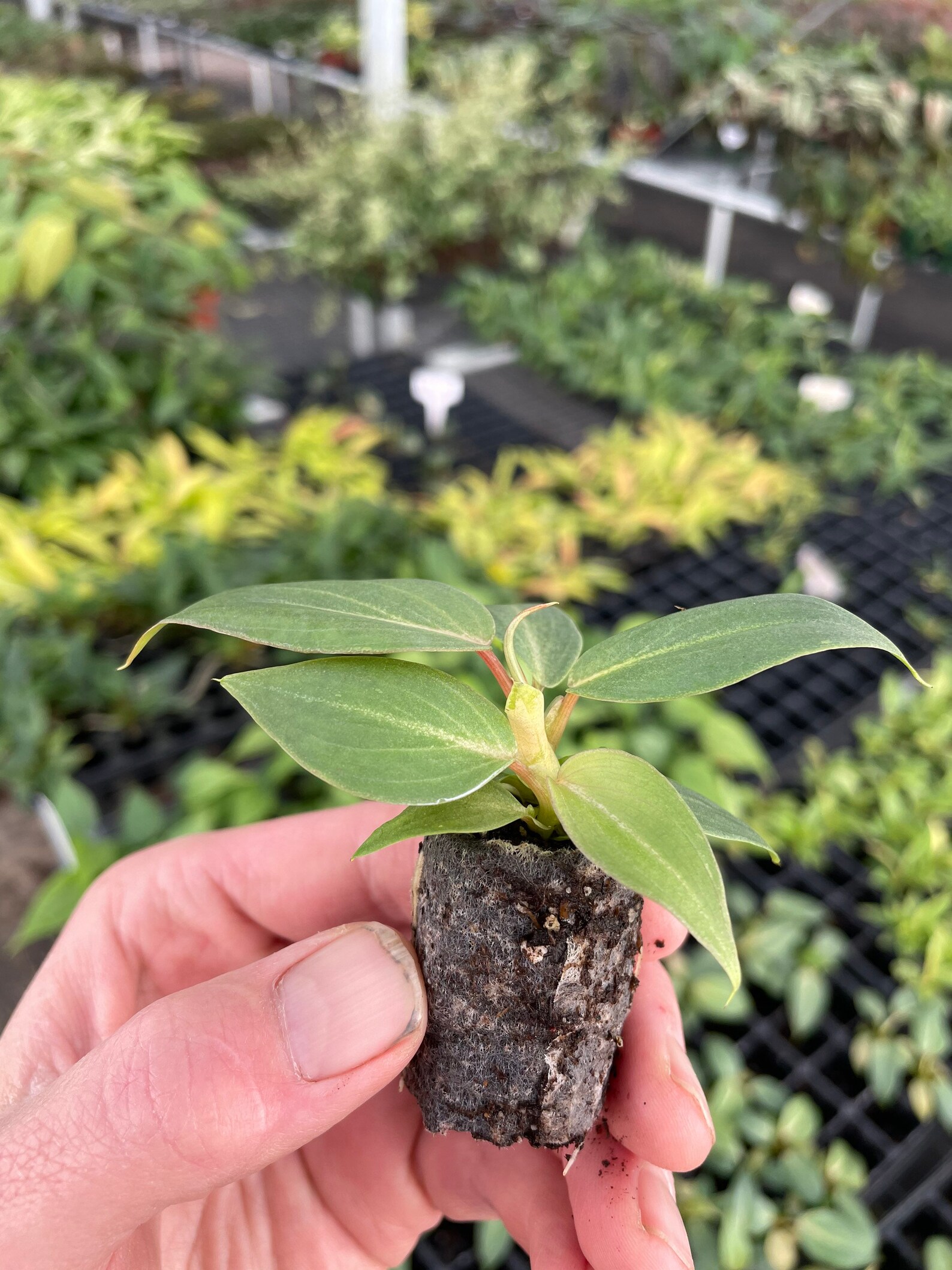 Philodendron Zebra Gloriosum Starter Plant ALL STARTER PLANTS - Etsy