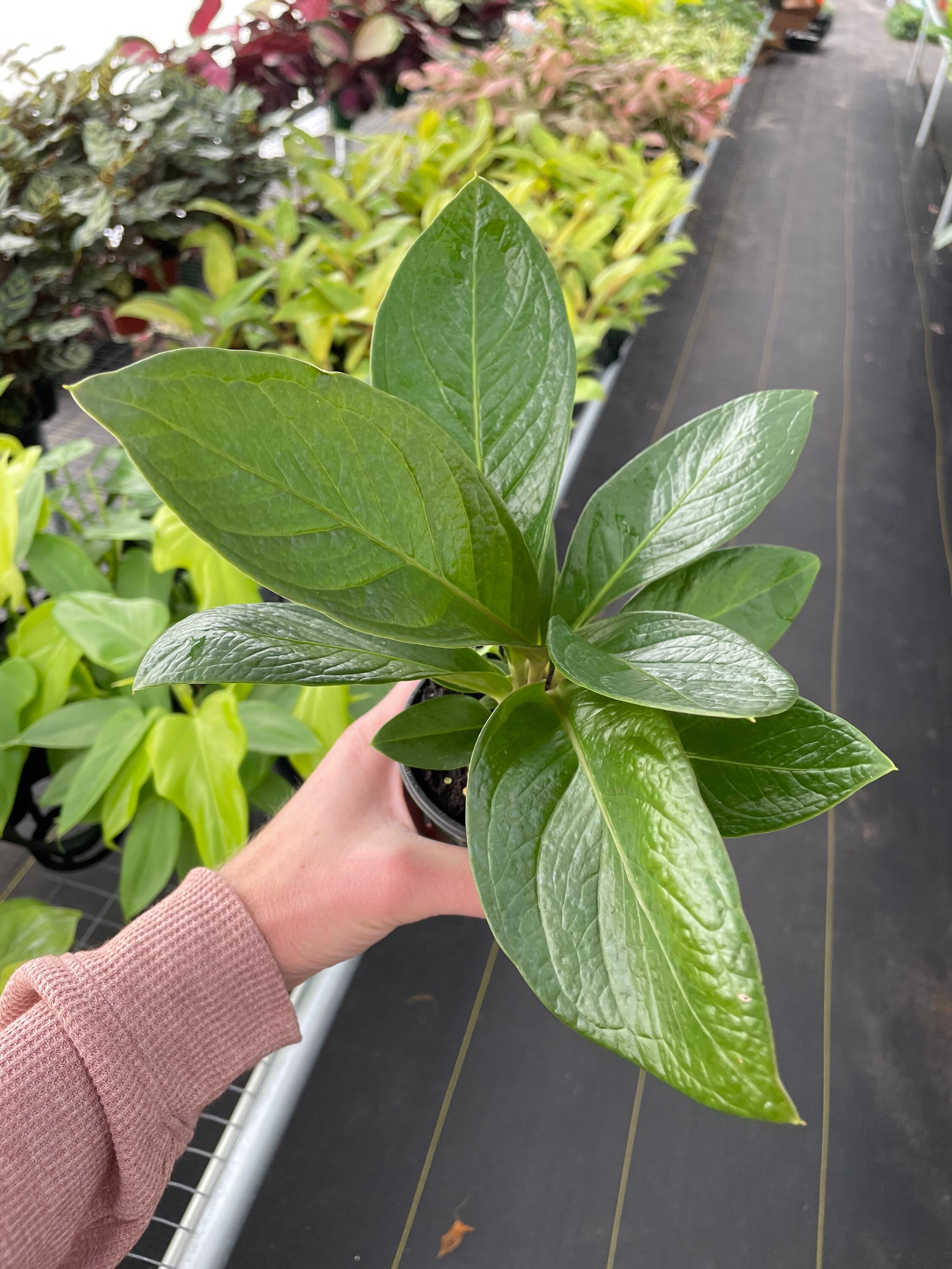 Anthurium Jenmanii 4 Pot ALL PLANTS Require You to Purchase - Etsy