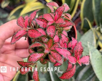 Fittonia pink Forest Flame 4 Pot ALL PLANTS Require You to Purchase 2 ...
