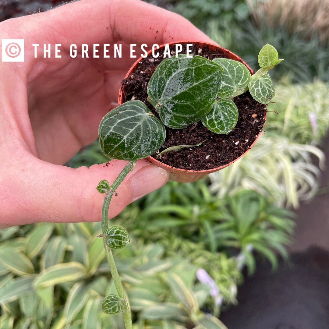 Rhaphidaphora Cryptantha 2 Pot ALL PLANTS Require You to Purchase 2 ...