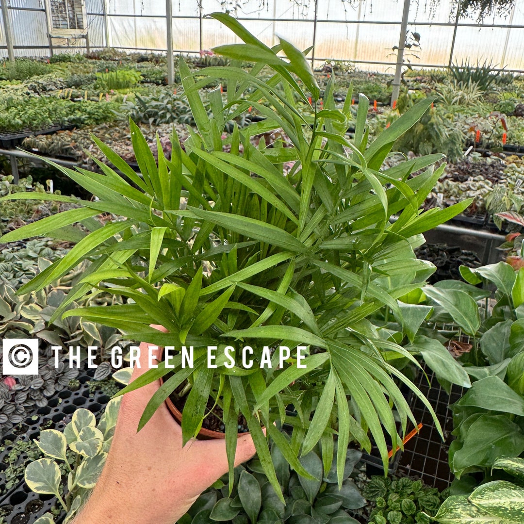 Neanthe Bella Palm 4” Pot (ALL PLANTS Require You to Purchase 2 Plants ...