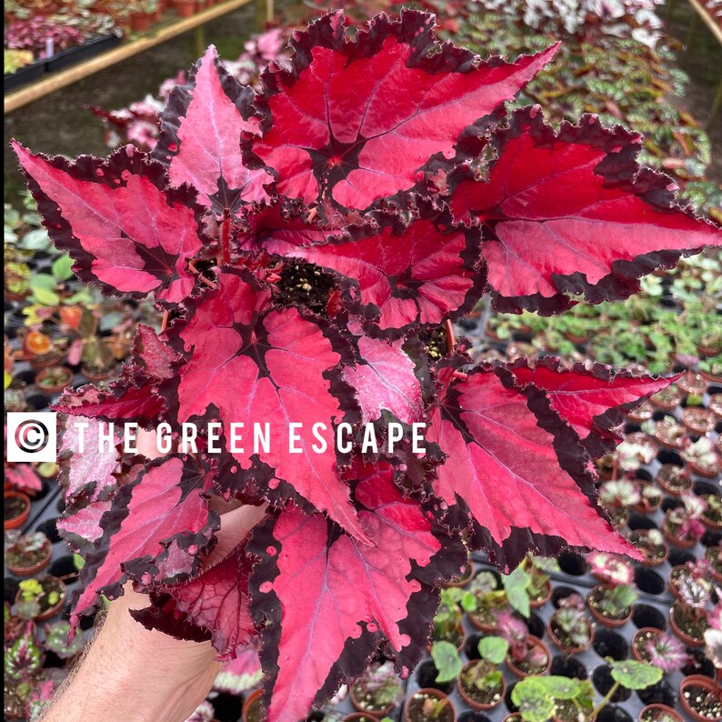 Harmonys Red Robin Begonia 6”pot (ALL PLANTS Require You to Purchase 2 ...