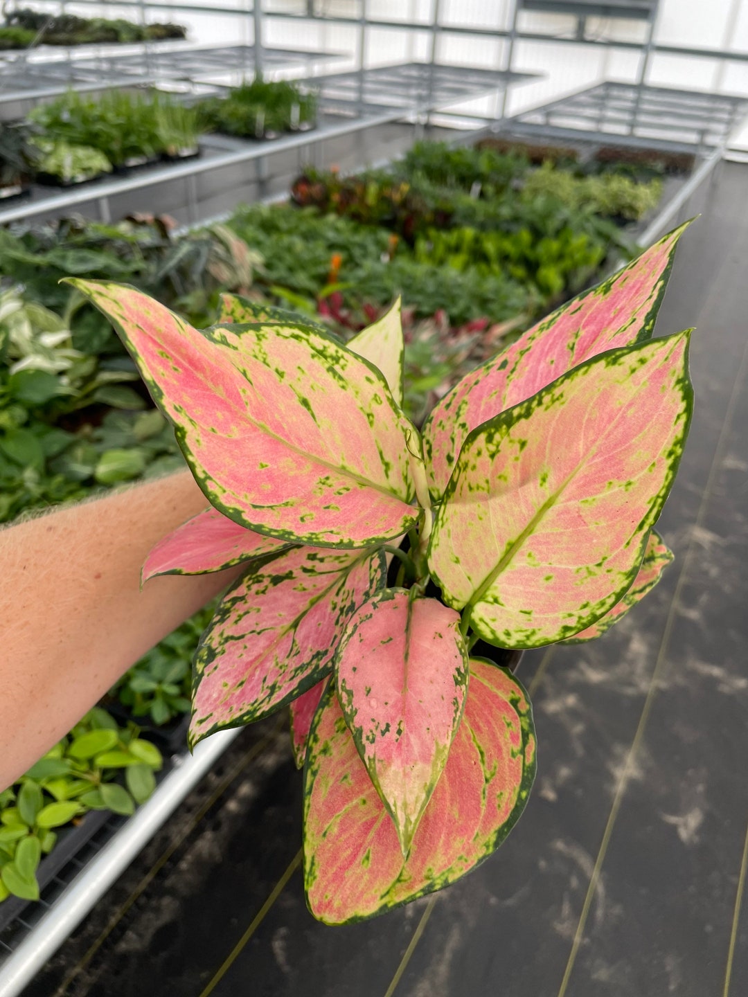 Aglaonema Red Valentine 4” Pot (ALL PLANTS Require You to Purchase 2 ...