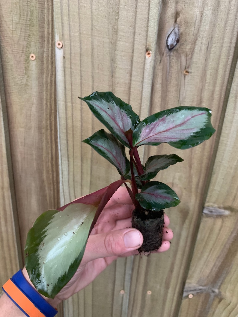 Calathea Royal Standard Starter Plant ALL STARTER PLANTS - Etsy