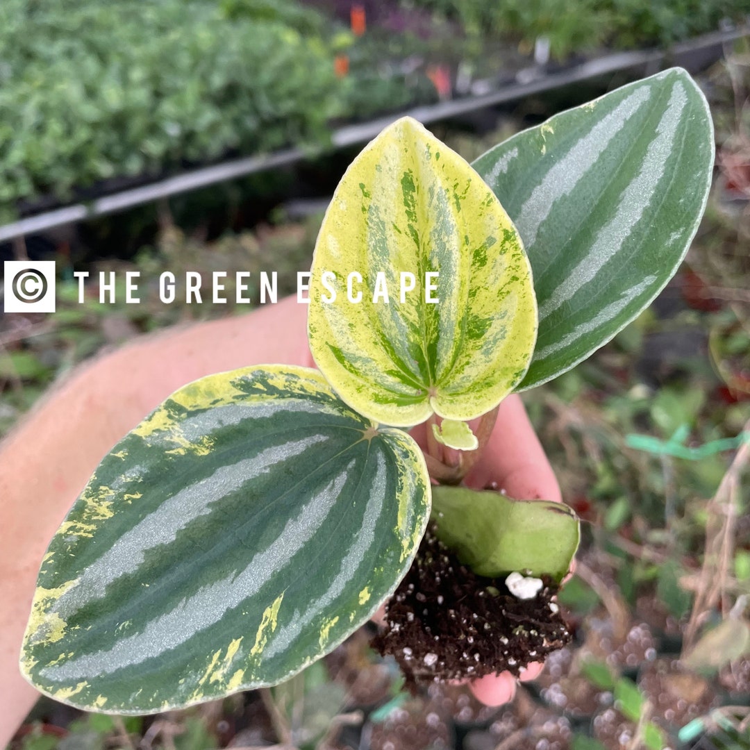 Variegated Mini Watermelon Peperomia Starter Plant ALL - Etsy