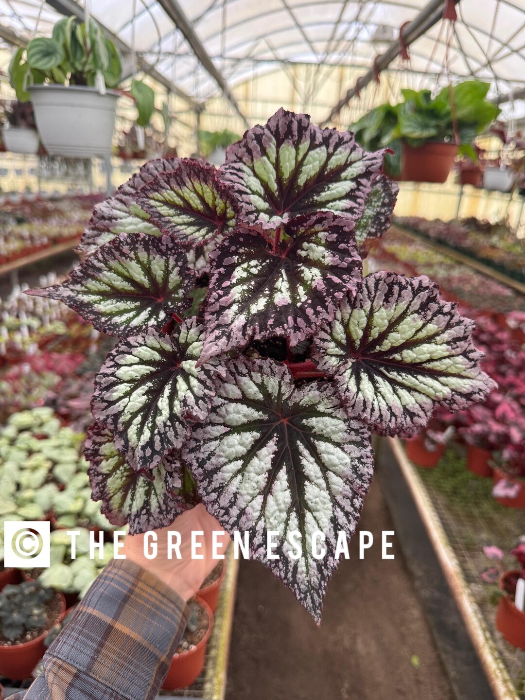 Fireworks Begonia 6”pot (ALL PLANTS Require You to Purchase 2 Plants ...