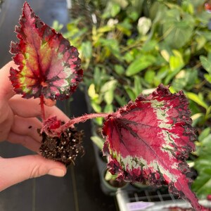 Harmonys Queen of Hearts Begonia Starter Plant (ALL STARTER PLANTS ...