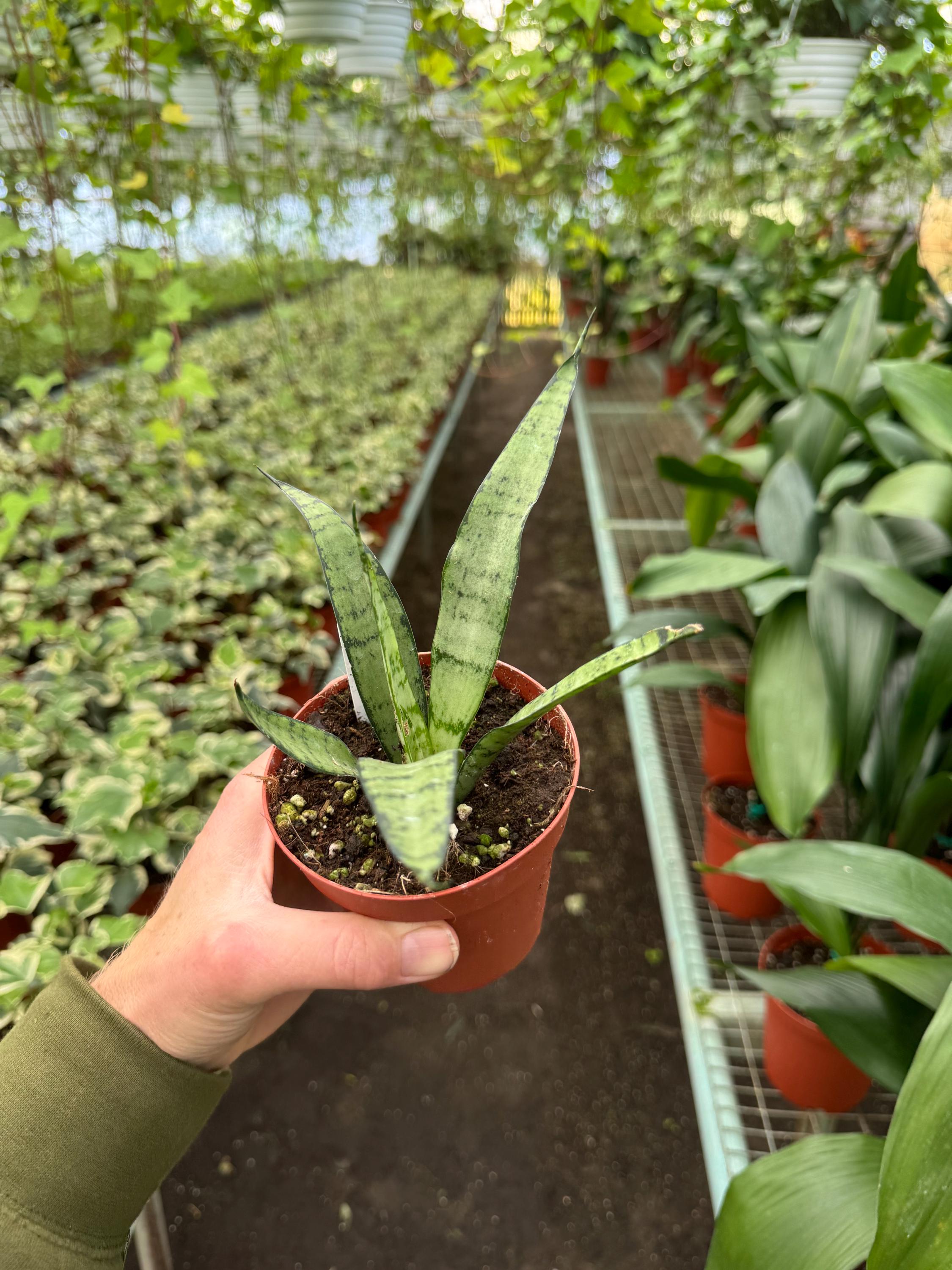 Sansevieria Silver Princess 4”pot (ALL PLANTS Require You to Purchase 2 ...