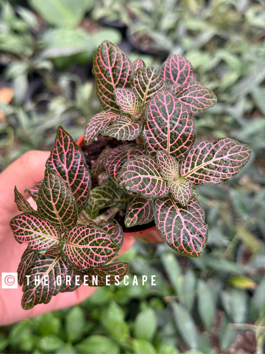 Fittonia Pink (nerve Plant) 2” Pot (ALL PLANTS Require You to Purchase ...