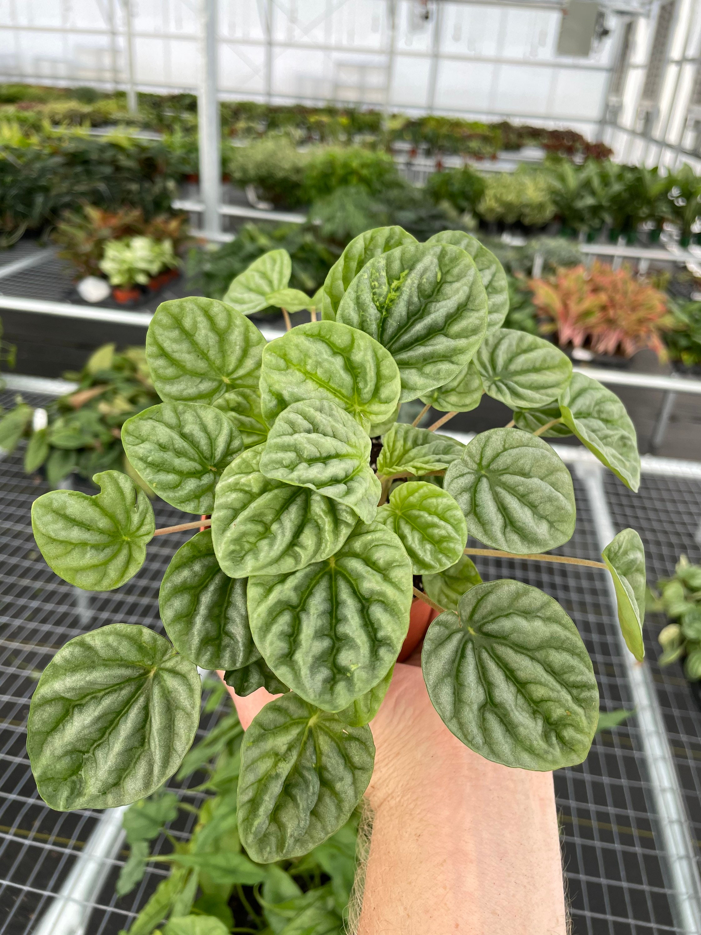 Peperomia Emerald Ripple 4pot ALL PLANTS Require You to - Etsy