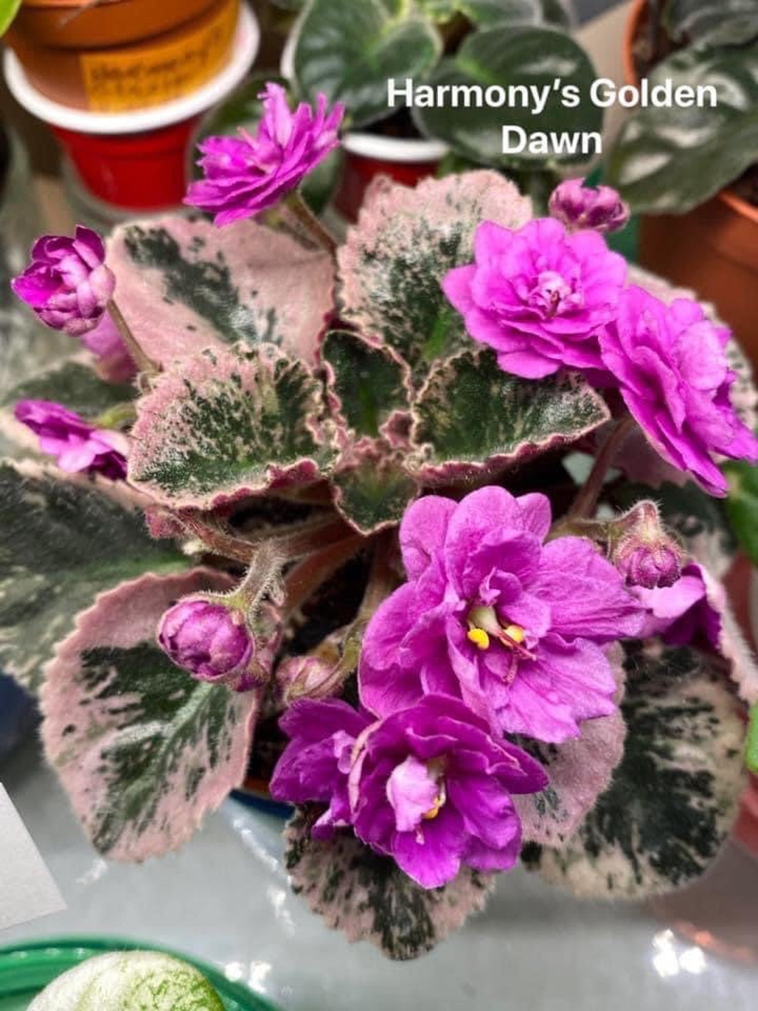 Harmonys Golden Dawn African Violet Starter Plant (ALL Starter PLANTS Require You to Purchase 2 ...