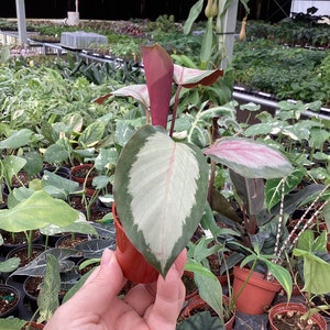 Calathea Royal Standard 2” Pot (ALL PLANTS Require You to Purchase 2 ...