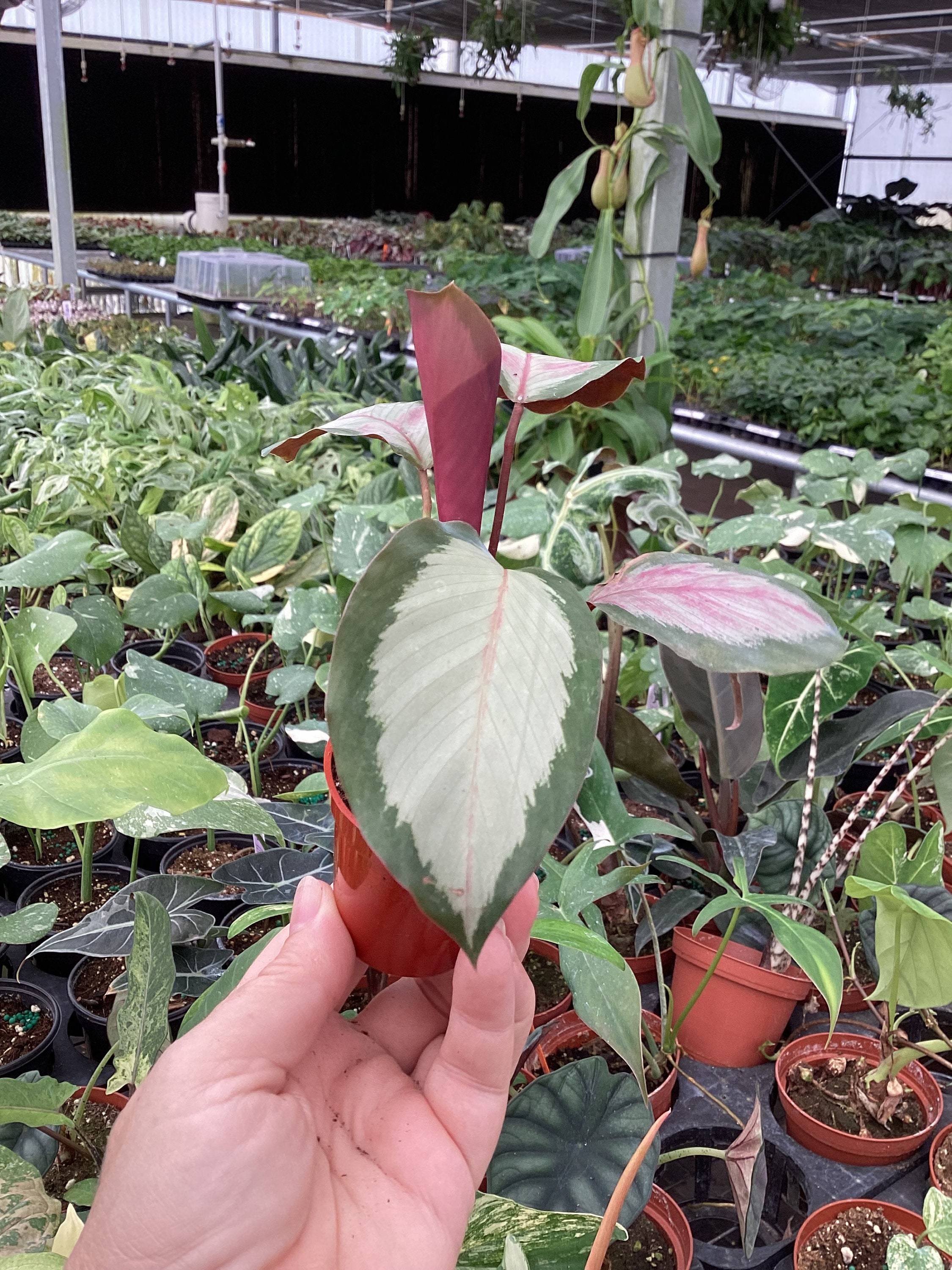 Calathea Royal Standard 2” Pot (ALL PLANTS Require You to Purchase 2 ...