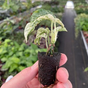 Albo Variegated Spider Man Monstera variegated Amydrium Medium Starter ...