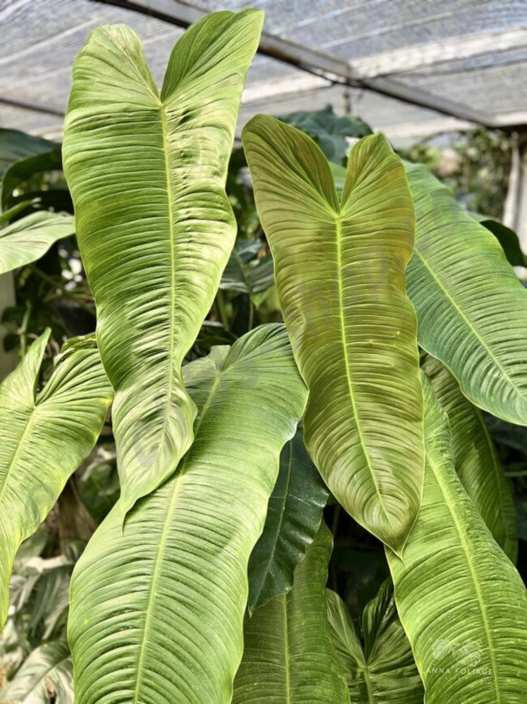Philodendron Sharoniae Starter Plant (ALL STARTER PLANTS Require You to ...