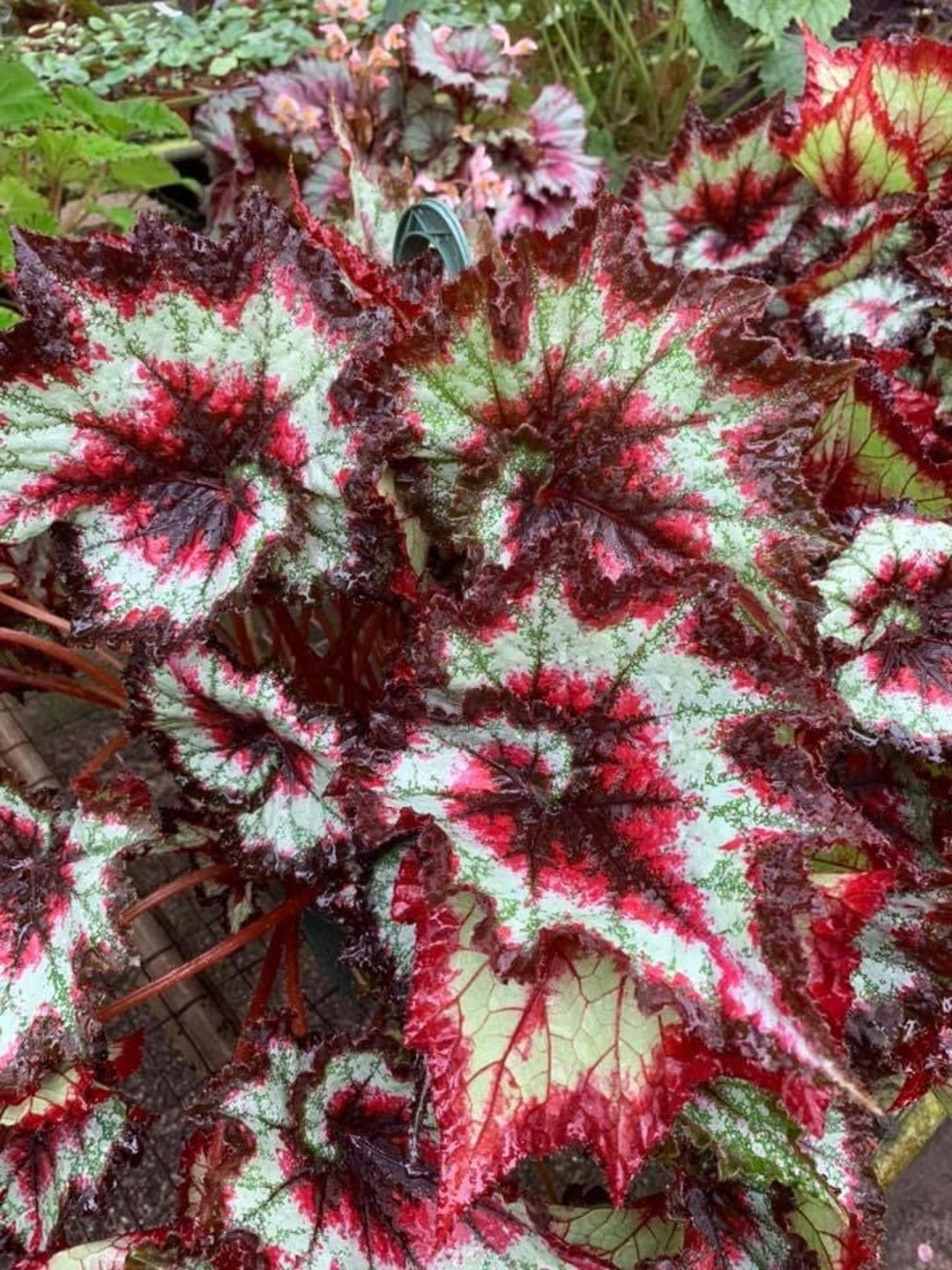 Harmonys Hearts Desire Begonia Starter Plant (ALL STARTER PLANTS ...