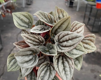 New Cultivar Peperomia Dragon Skin 4pot ALL PLANTS Require You to ...