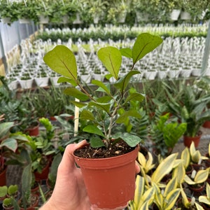 Ficus Triangularis 4 Pot ALL PLANTS Require You to Purchase 2 Plants - Etsy