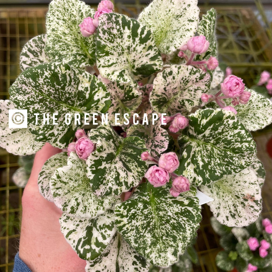 Rose Bouquet African Violet Starter Plant (ALL Starter PLANTS Require You to Purchase 2 Plants ...