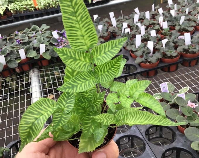 Golden Zebra Variegated Bamboo Fern Plant Starter ALL Starter Plants ...