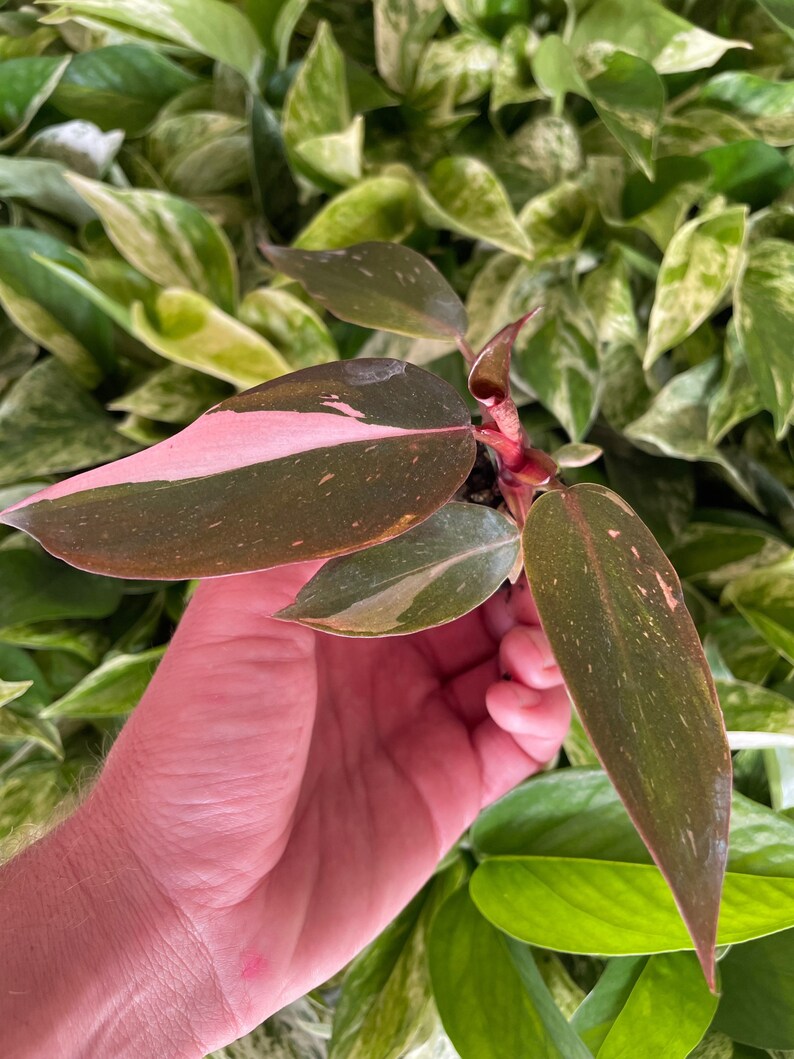 Philodendron Black Cherry Pink Princess Starter Plant ALL - Etsy