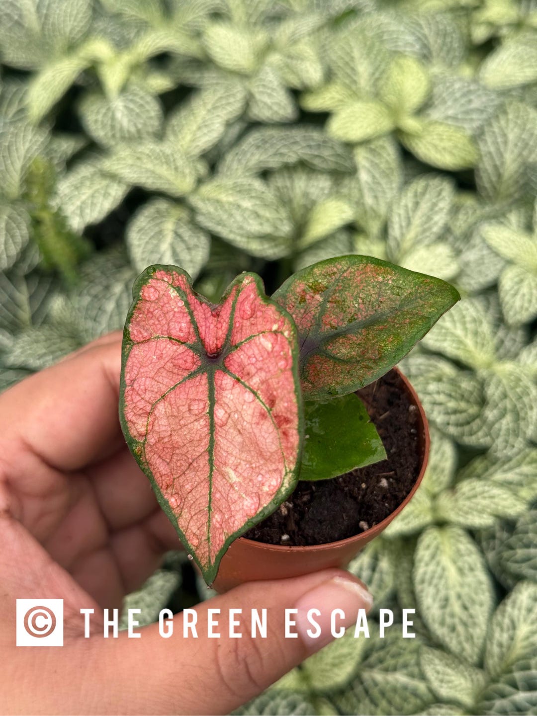 Caladium Sunshine 2” Pot (ALL STARTER PLANTS Require You to Purchase 2 ...