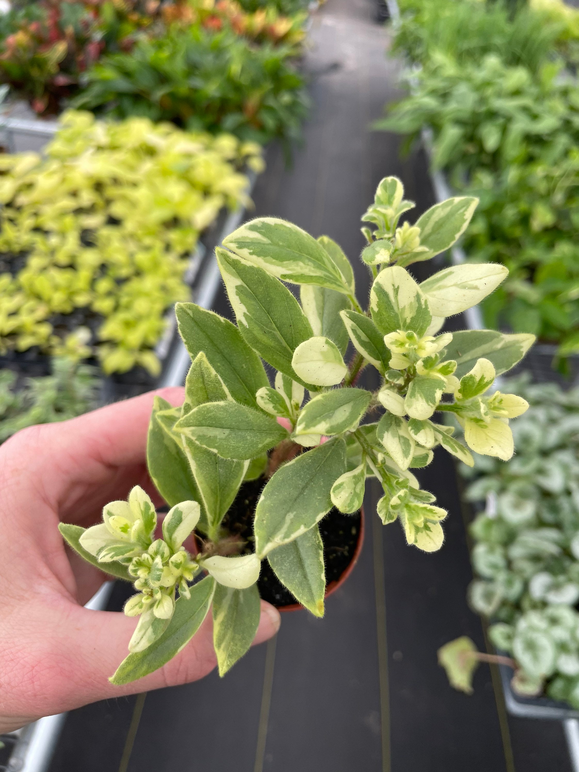 Columnea Light Prince 2 Pot ALL PLANTS Require You to - Etsy