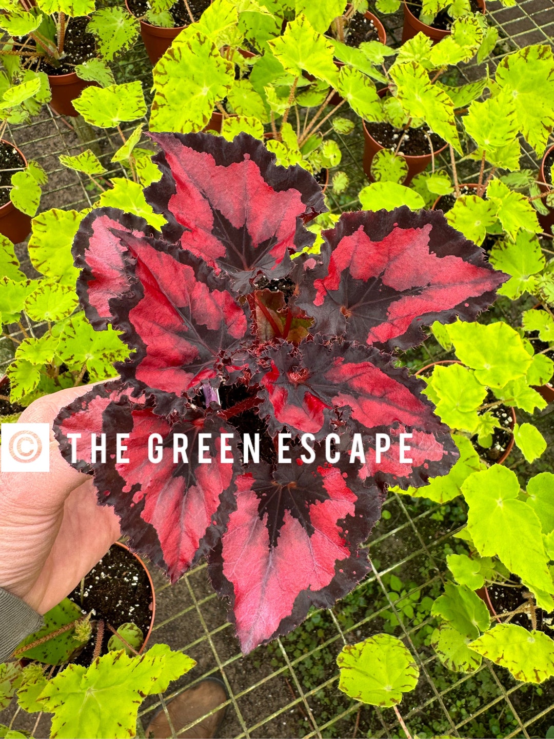 Begonia Harmonys Curly Red Robin 4pot ALL PLANTS Require You to ...