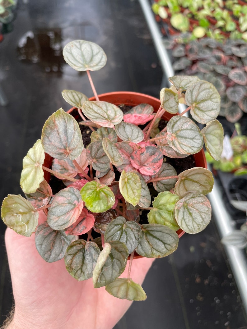 Pink Lady Peperomia 4”pot (ALL PLANTS Require You to Purchase 2 Plants ...