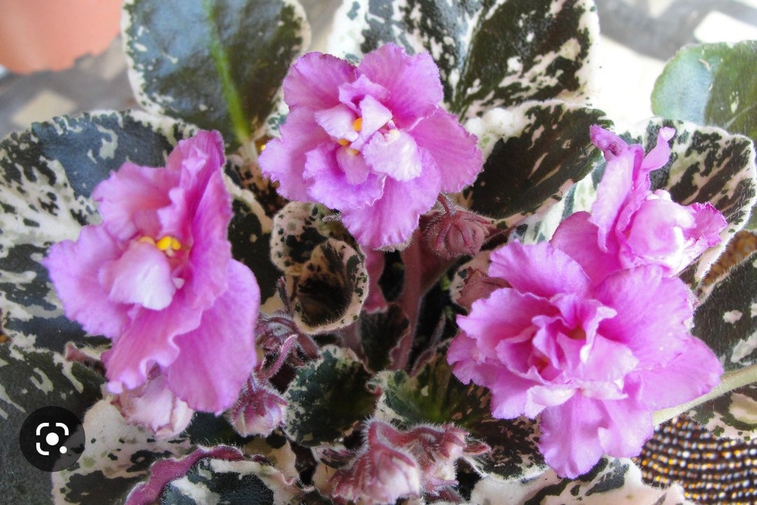 Country Cider African Violet Starter Plant (ALL PLANTS Require You to ...