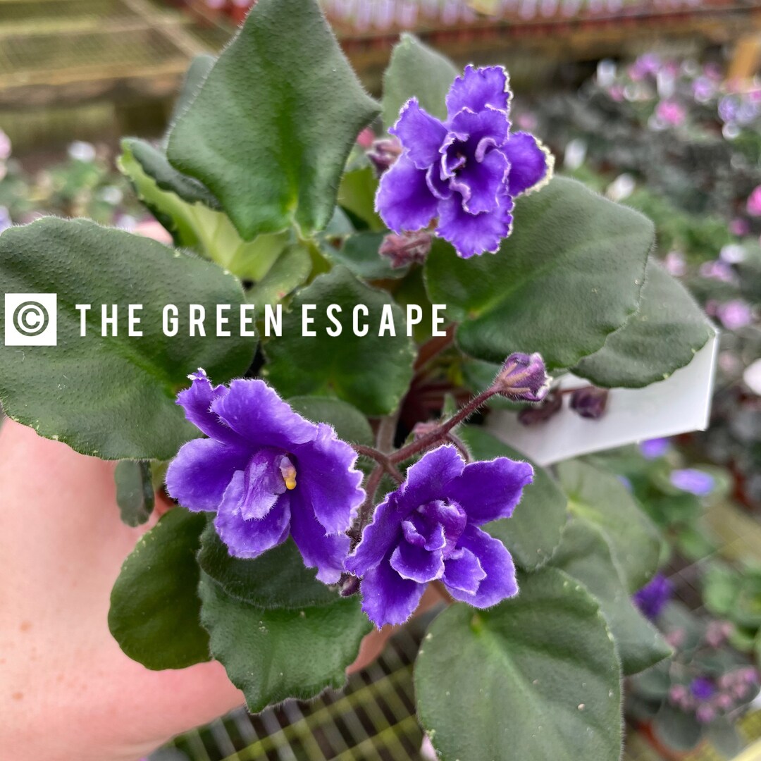 Buckeye Party Streamers African Violet Starter Plant (ALL Starter ...