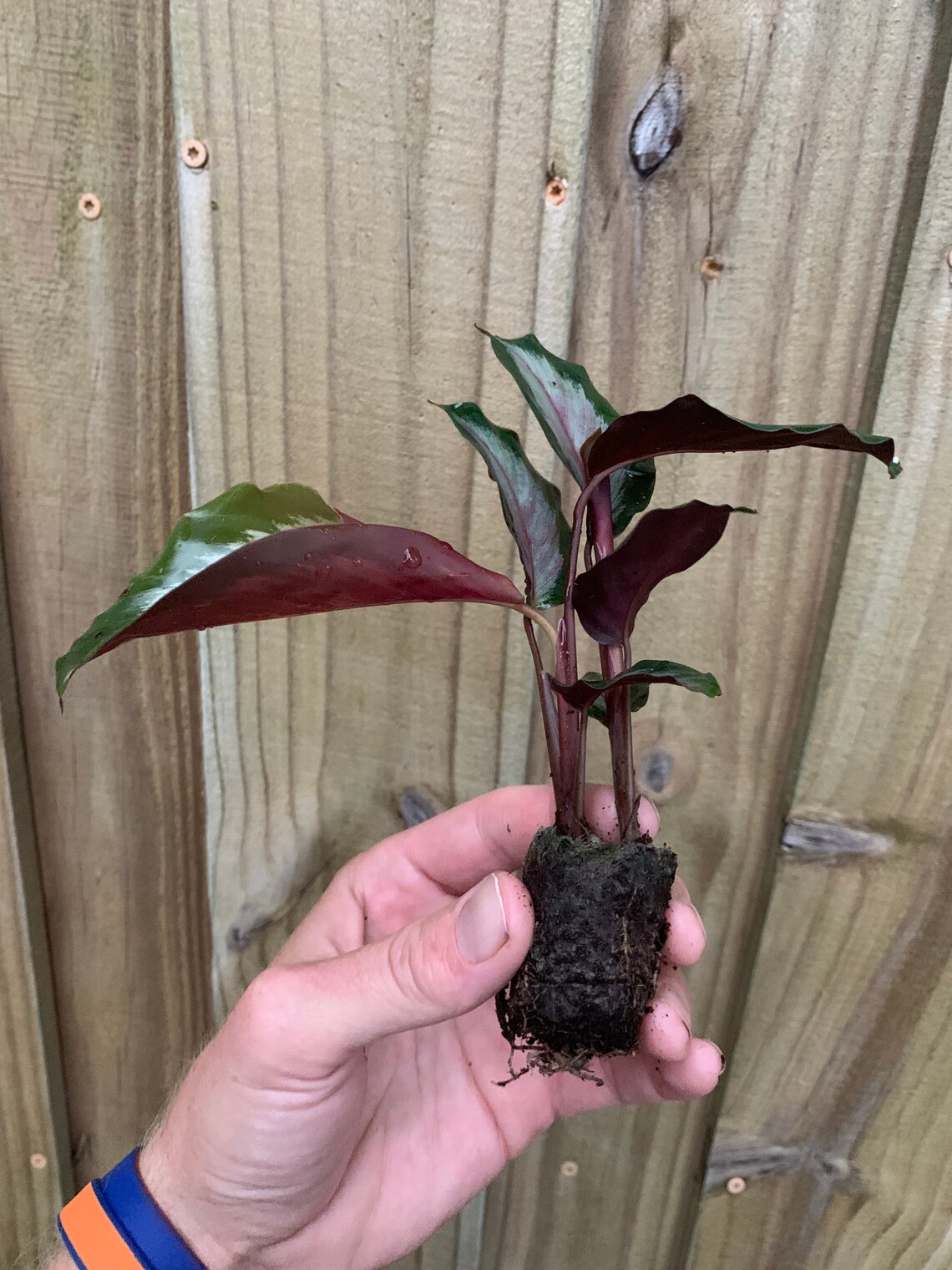 Calathea Royal Standard Starter Plant ALL STARTER PLANTS - Etsy