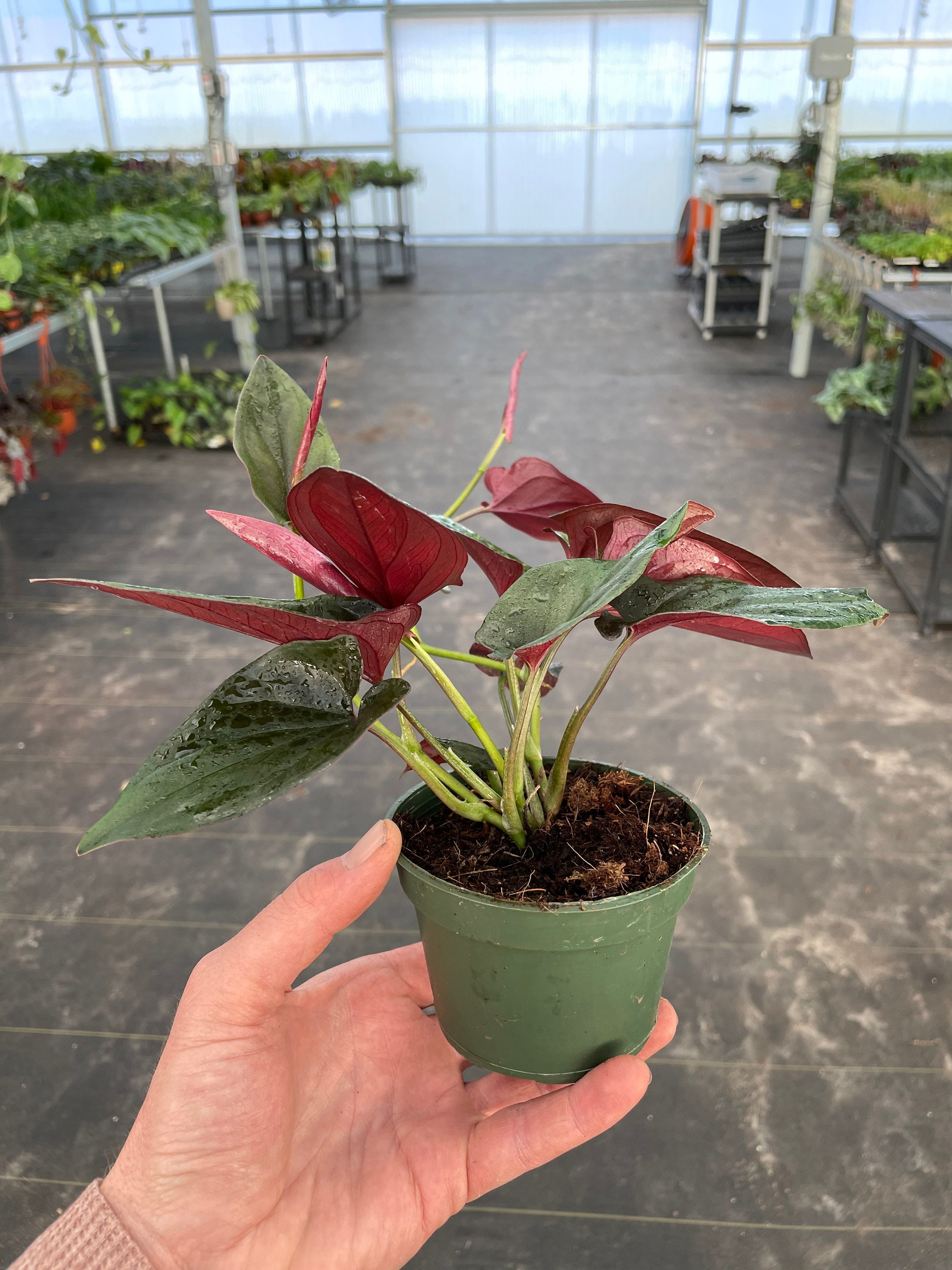 Syngonium Red Arrow 4” Pot (ALL PLANTS Require You to Purchase 2 Plants ...